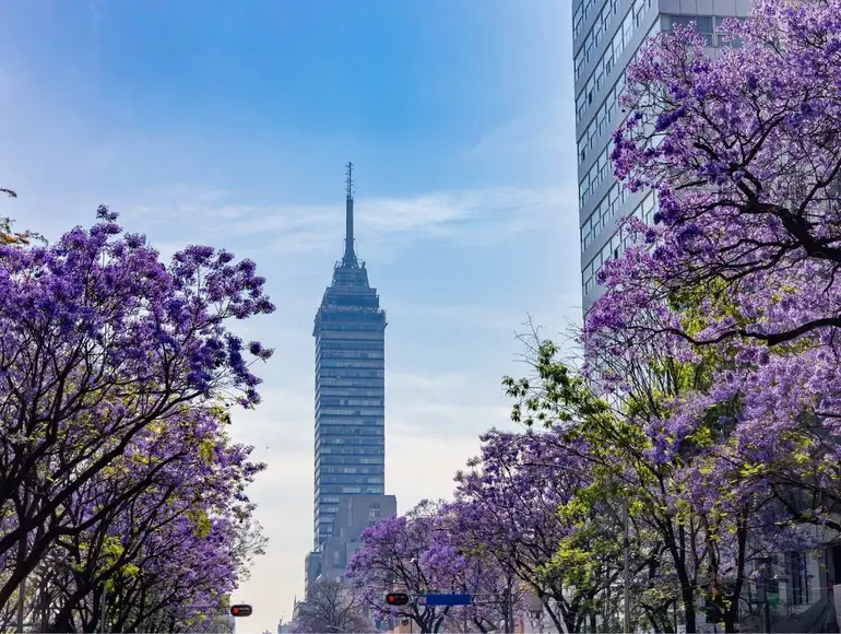 Plantas nativas de la CDMX, ¿cuáles son sus ventajas frente a las exóticas?
