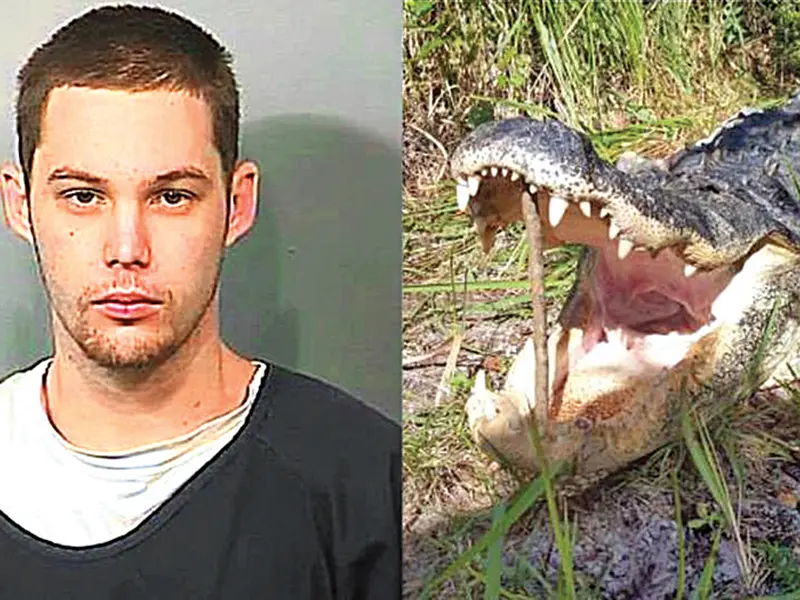 Caimán se come a un ladrón en fuga