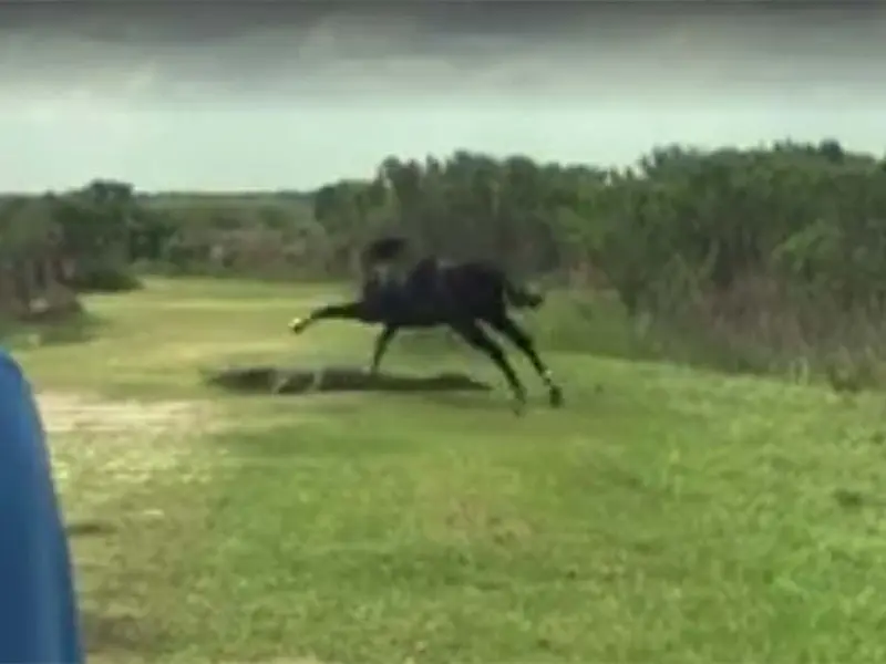 Video: Captan a caballo atacando a cocodrilo en Florida