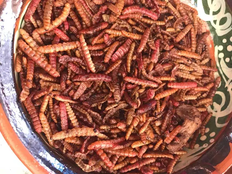 Invitan a degustar tacos de zorrillo, ardilla, coyote y más gastronomía ...