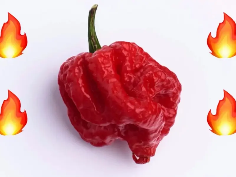 ¿Qué le pasa a tu cuerpo si comes el chile más picante del mundo?