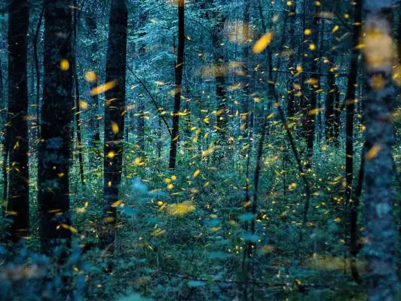 Usan luciérnagas para probar efectividad de medicinas contra cáncer ...