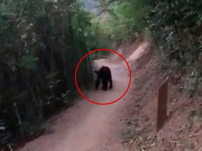 Para no repetir historia ahuyenta a oso en Chipinque | Excélsior