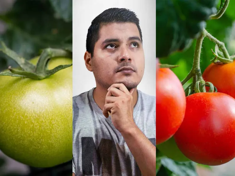 Jitomate, tomate y tomatillo... ¿Cuál es la diferencia? | [site:name]