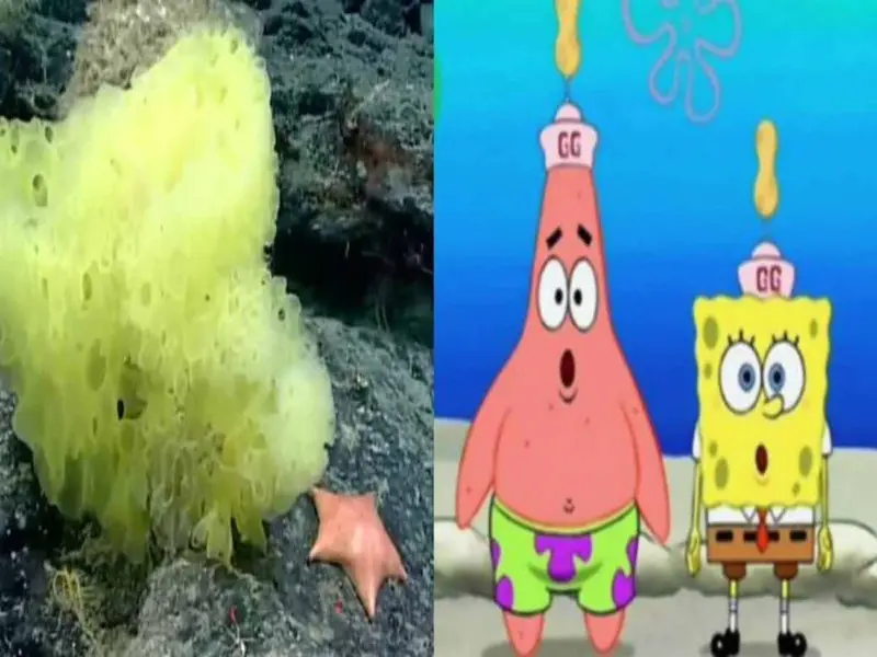 Encuentran a los verdaderos Bob Esponja y Patricio en el fondo de mar