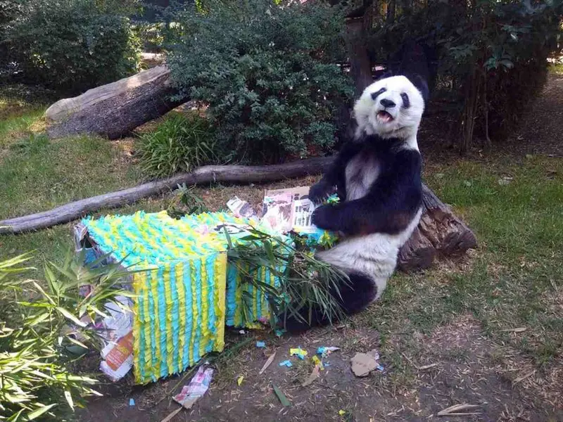 Ella es Shuan Shuan, la panda gigante más longeva del Zoológico de ...