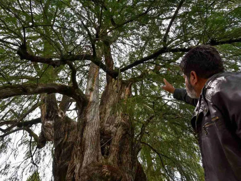 Ahuehuete: ¿Cómo es el árbol que sustituirá a la Palma de Reforma?