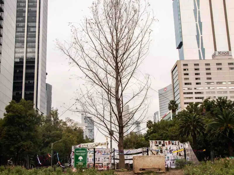 Incidente vial y clima retrasan adaptación de ahuehuete en glorieta de ...