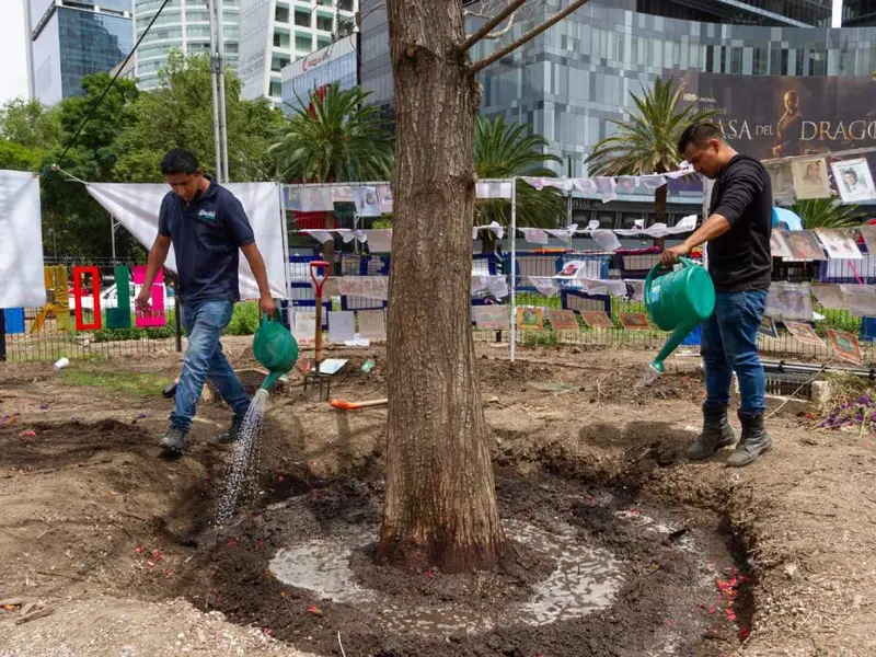 Ahuehuete de Reforma es aislado con tapial; árbol sigue vivo, afirman