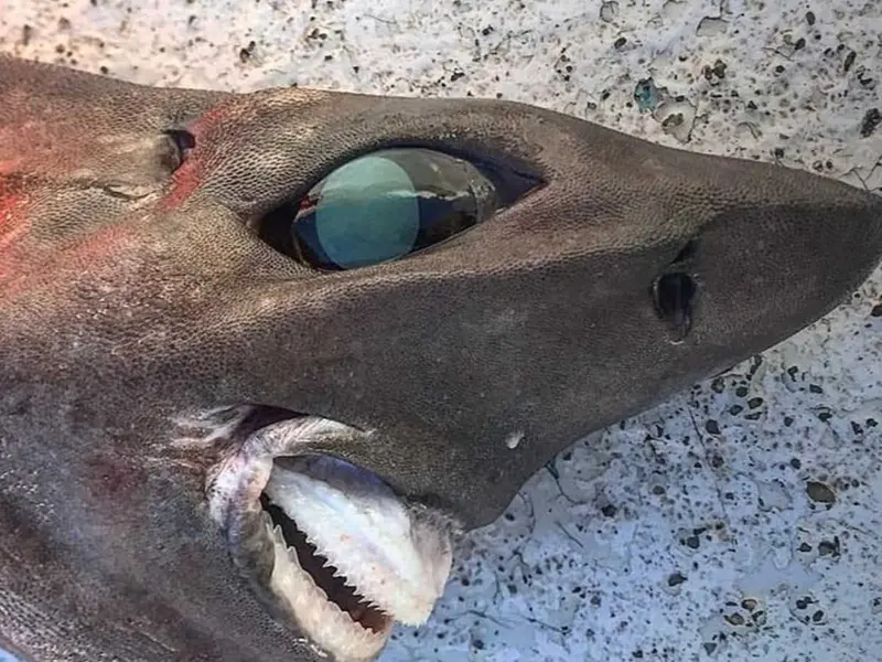 Pescador encuentra un aterrador tiburón, ¡su aspecto es de película!