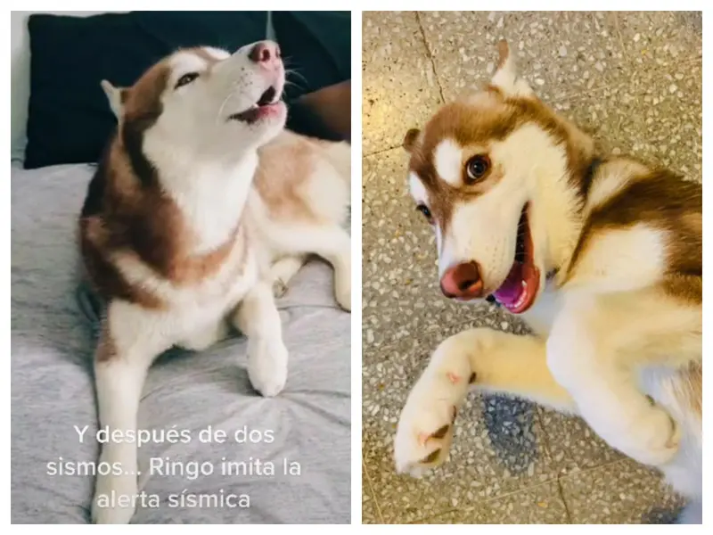 ¡Suena la alerta sísmica!... ¡ah, no, es Ringo!, el perro sensación de ...