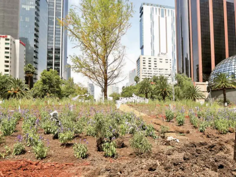 El ahuehuete ya echó raíces: Secretaría del Medio Ambiente