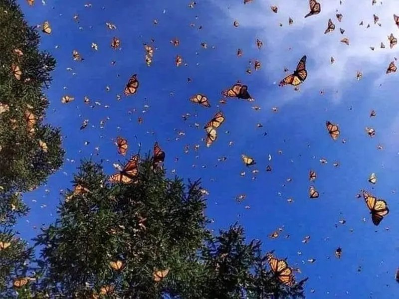 VIDEO: ¡ve a recibir a las mariposas monarcas a santuario de Michoacán!