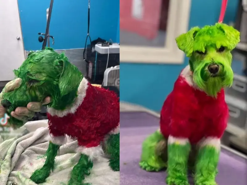 VIDEO: Critican a mujer que pintó a su perrito para convertirlo en 'El ...