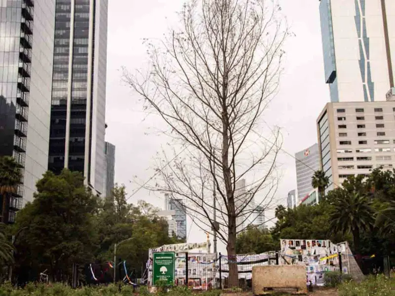 Plantean remover ahuehuete de Reforma; estaría en un vivero