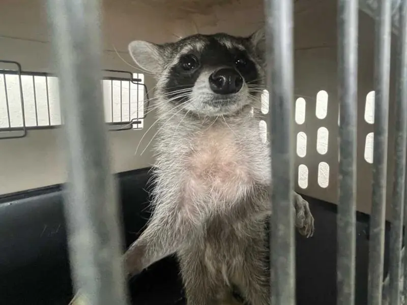 En Ecatepec capturan a mapache que entraba a las casas a robar comida