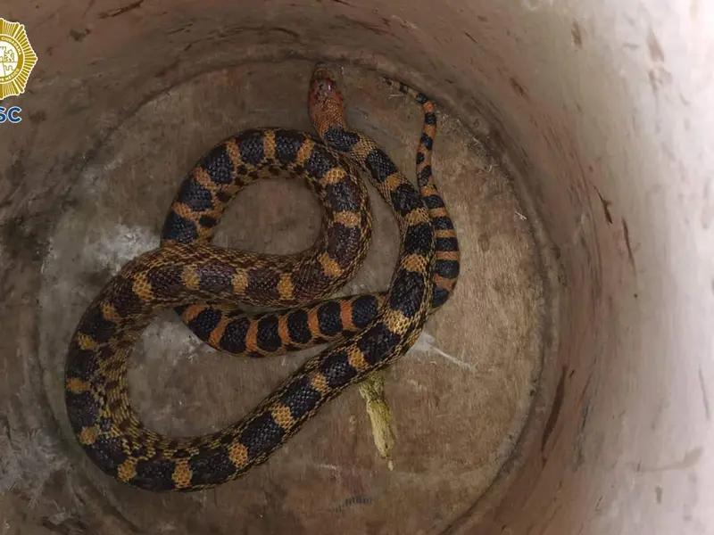 CDMX: Fotos de la culebra encontrada en alcaldía Tlalpan