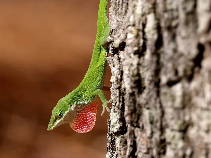Descubren nueva especie de lagarto en Perú