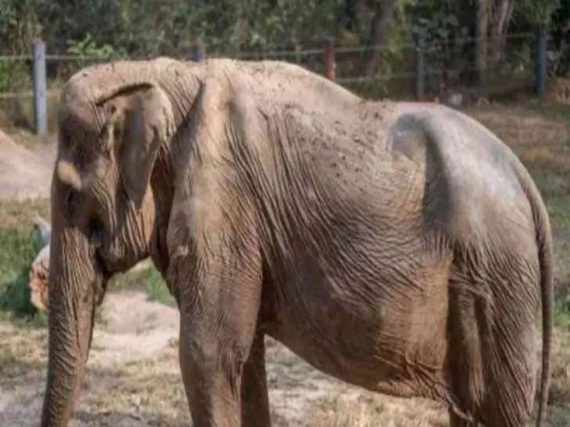 La historia de Pai Lin, la elefante que quedó deforme por cargar turistas