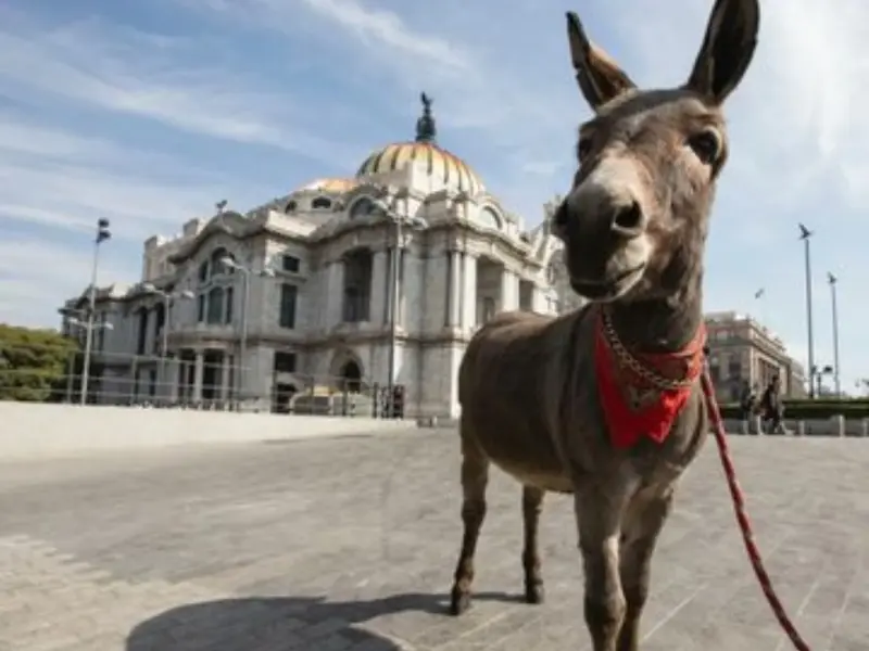 Burro en CDMX: sesión de fotos se hace viral