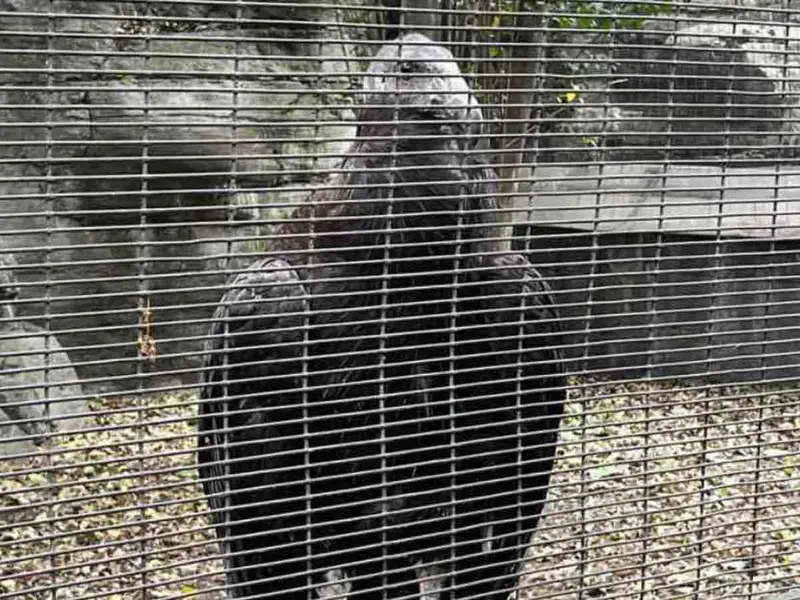 Liberan cuatro cóndores criados en el Zoológico de Chapultepec