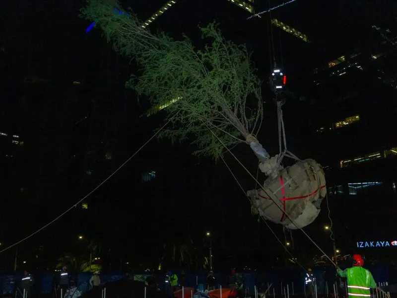 Fotos: Así es el nuevo ahuehuete plantado en Reforma; tiene 20 años