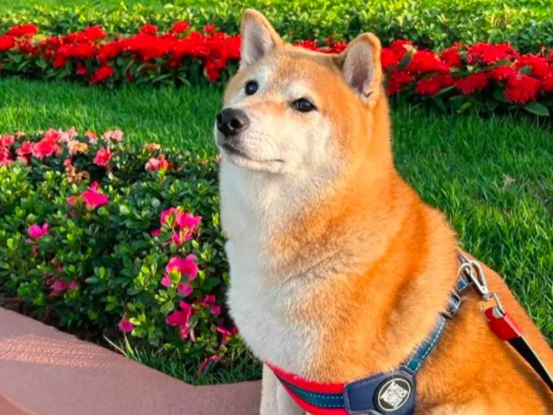 Perrito Cheems se encuentra mejor de salud, reportan dueños