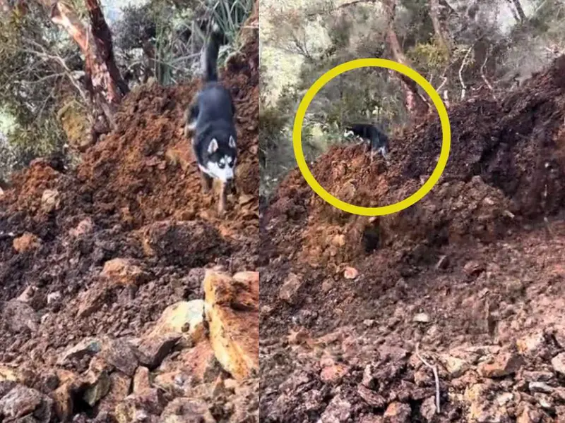 Video: Perro logra sobrevivir a deslave cerro