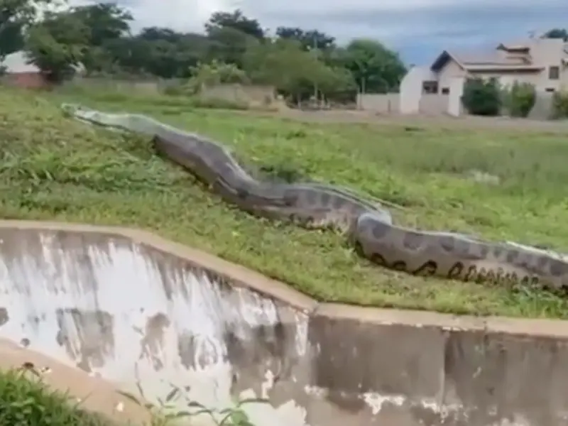 VIDEO, Graban otra serpiente gigante más cerca de México