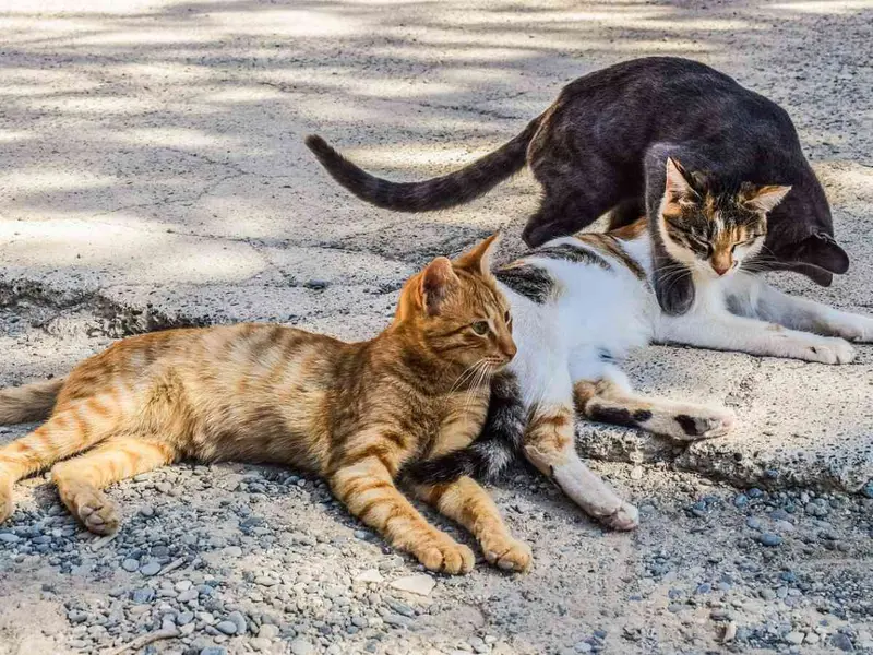 Gatos: Qué significan cada movimiento de cola