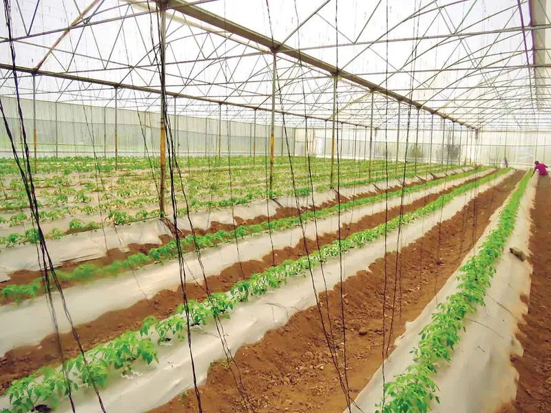 Dólares y conocimiento para mejorar cultivos