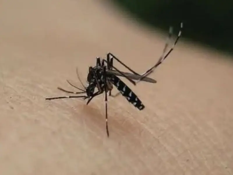 Habitantes de NL reportan incremento de mosquitos 'jejenes'