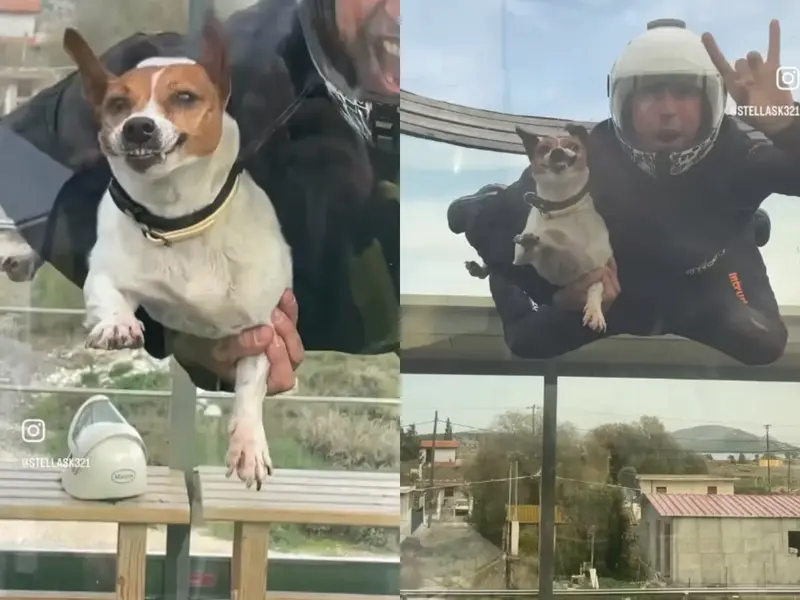 Perro vuela en túnel de viento; video se viraliza