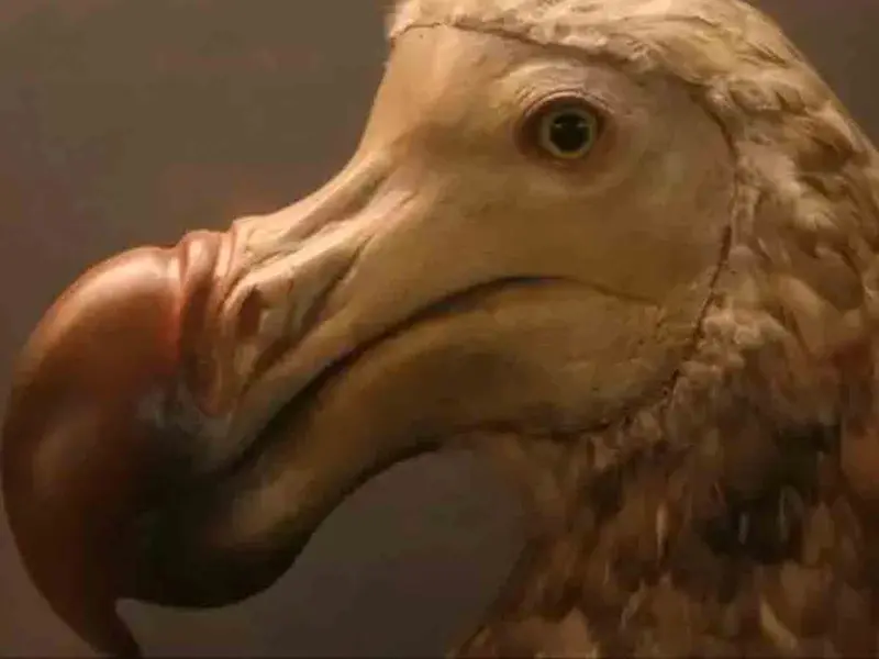 Científicos descubren que el pájaro Dodo era en realidad muy poderoso