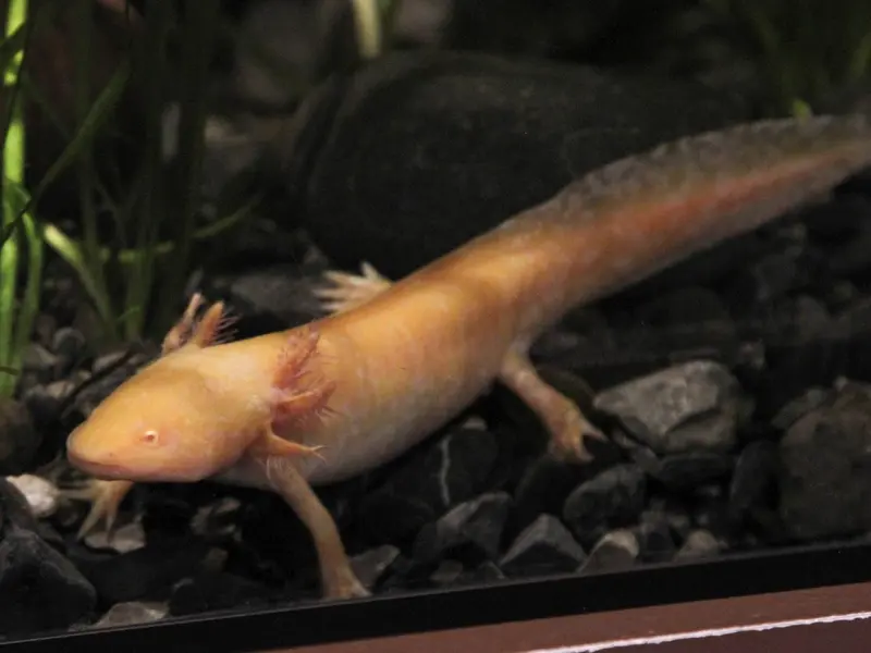 Ajolote mexicano recuperará su hábitat natural en Xochimilco: inauguran ...