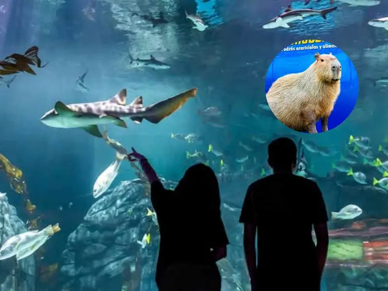 Acuario Michin horarios, costos y qué incluye la entrada