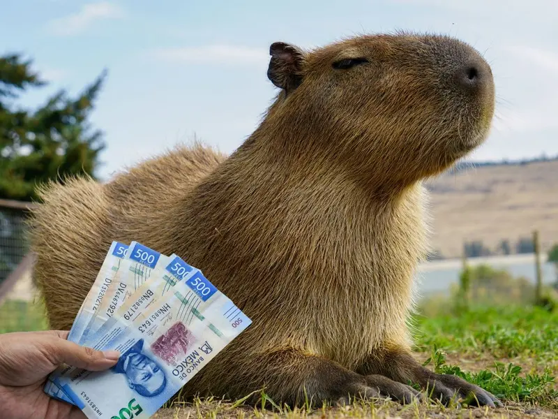 Cuánto cuesta un capibara en México, ¿es legal tener uno como mascota?