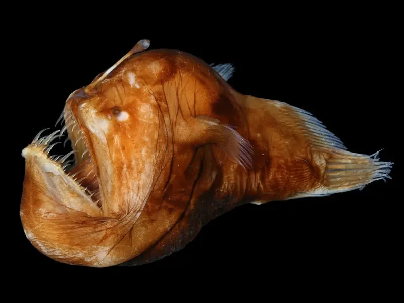 Pez diablo: datos fascinantes que no conocías de este pez abisal