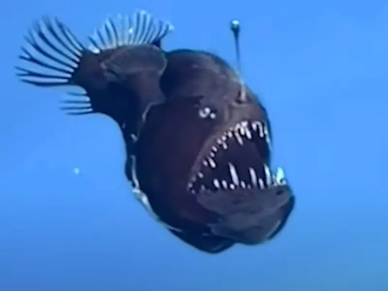 Video revela el verdadero tamaño del pez diablo encontrado cerca de la ...