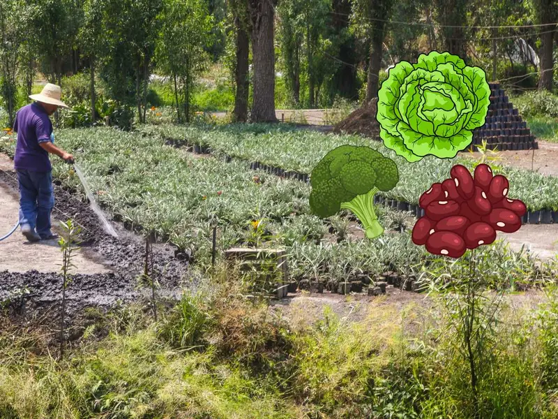 Qué son las chinampas y qué alimentos se producen en ellas