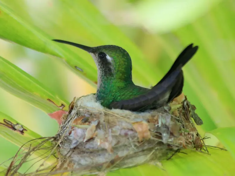 ¿Qué significa si un colibrí hace su nido en mi casa?