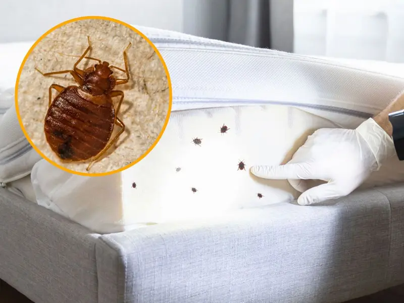 ¿Cómo saber si tengo chinches en mi colchón?