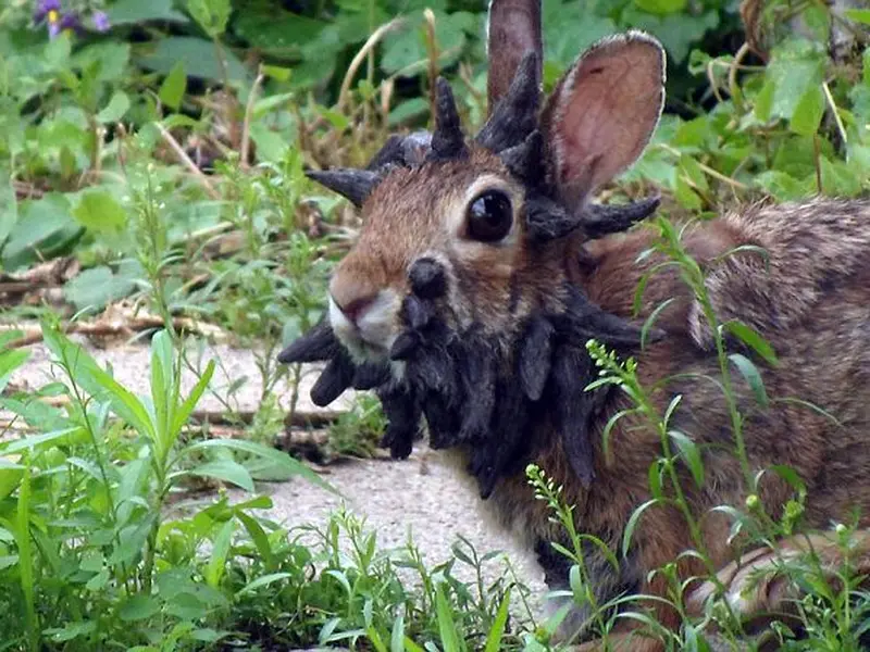 El conejo más feo del mundo causa furor en las redes sociales | Excélsior