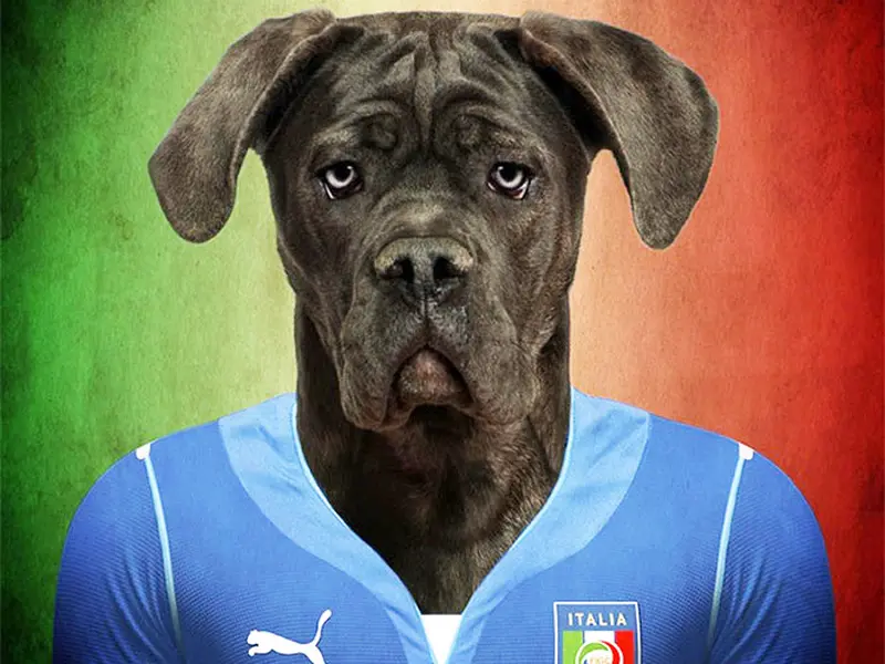 Perros se visten con playeras de selecciones | Excélsior