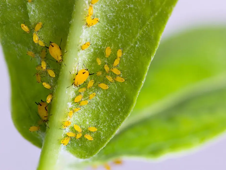 Así puedes eliminar el pulgón de las plantas para que no se las coma ni ...