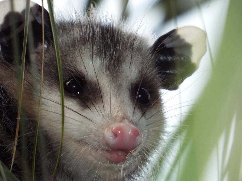 Tlacuaches: 16 curiosidades que no sabías de estos animalitos endémicos ...