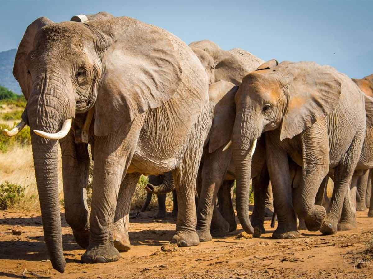 Aprueban moratoria para exportación de elefantes vivos de África