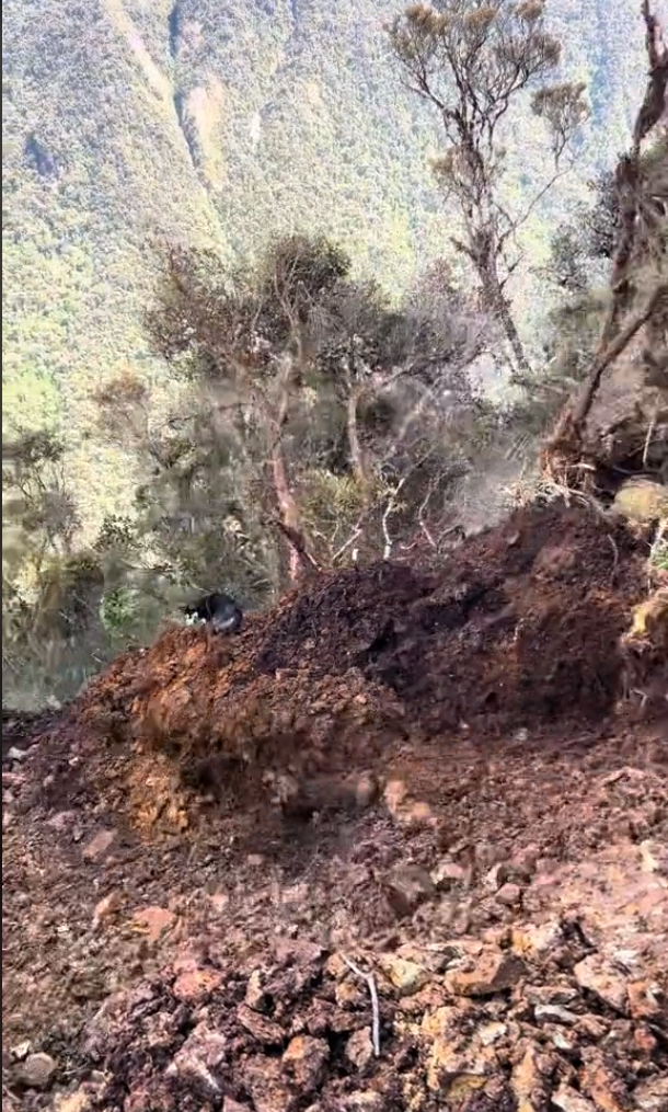 Video: Perro logra sobrevivir a deslave cerro