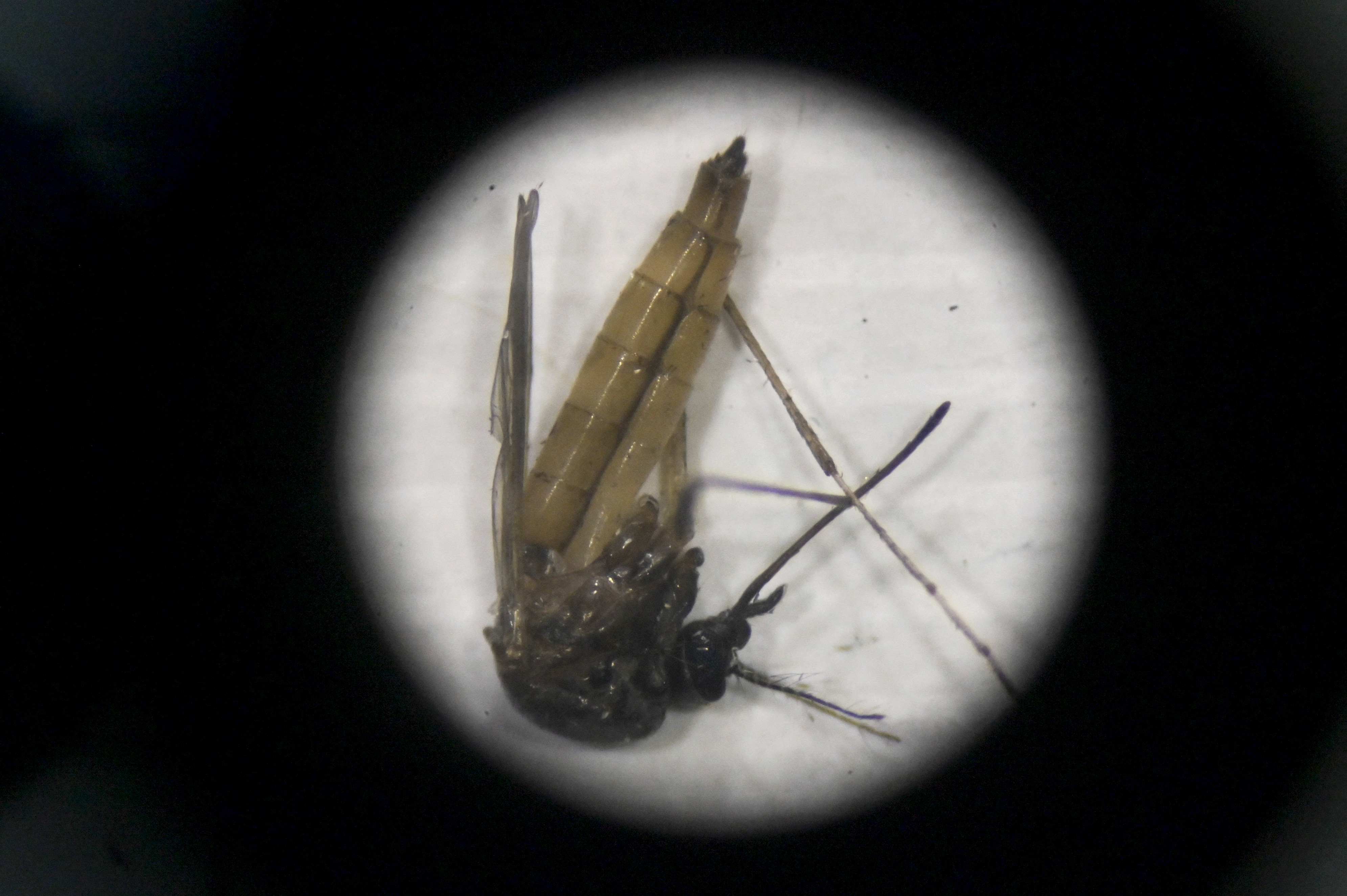 Colombia combate el dengue con ‘biofábrica’ de mosquitos