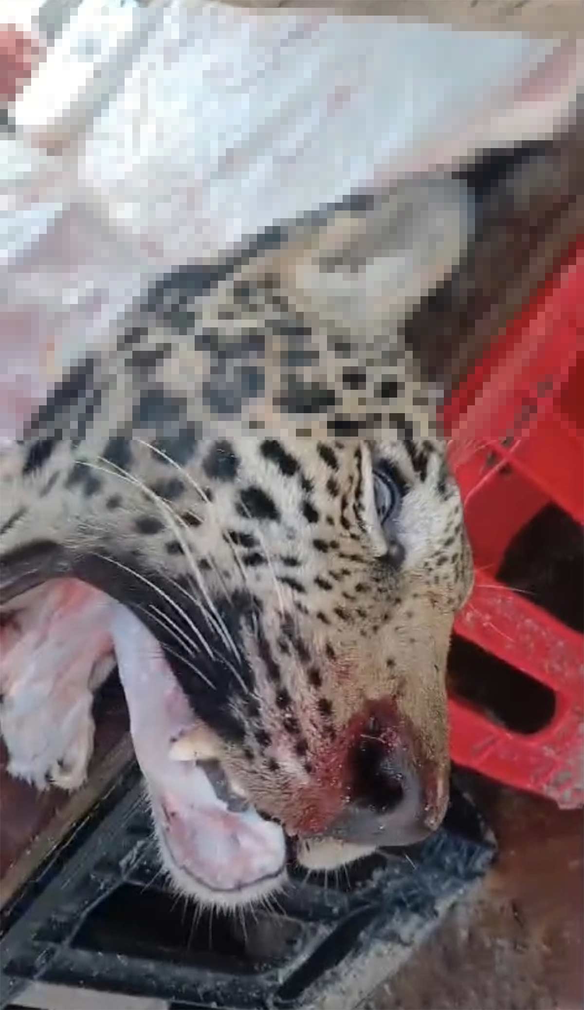 ¡No tienen m#$%! Cazan y destazan a jaguar en Yucatán